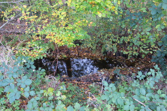 รูปภาพBrack.tree – เลือกดูภาพถ่ายสต็อก เวกเตอร์ และวิดีโอ193 | Adobe Stock