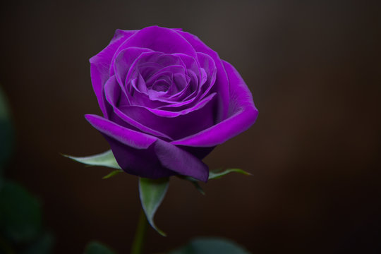 Single Purple Rose Flower