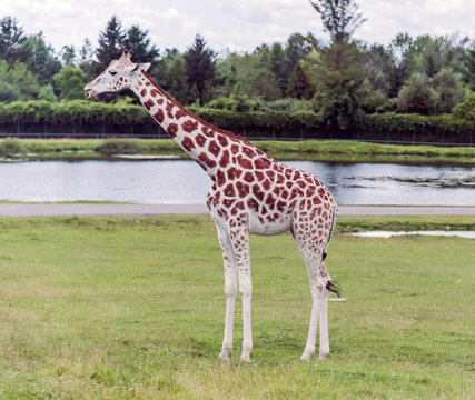 Zarafa Animal