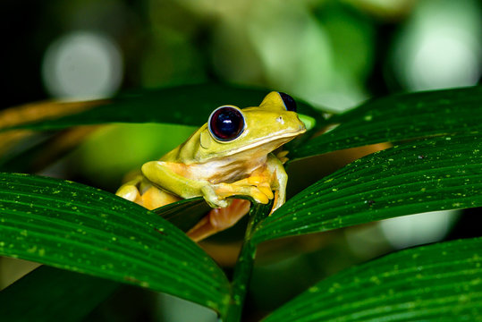 Hylidae Изображения: просматривайте стоковые фотографии, векторные ...