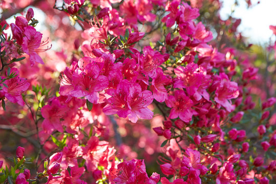 "Pink Azalea" Bilder – Durchsuchen 531 Archivfotos, Vektorgrafiken und ...