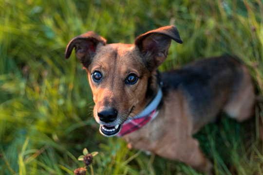 Are Dachshund Terrier Mix