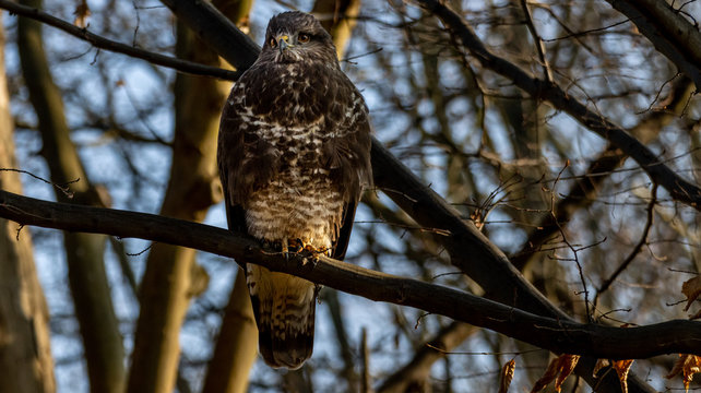 Bussarde bilder – Bläddra bland 385 stockfoton, vektorer och videor ...