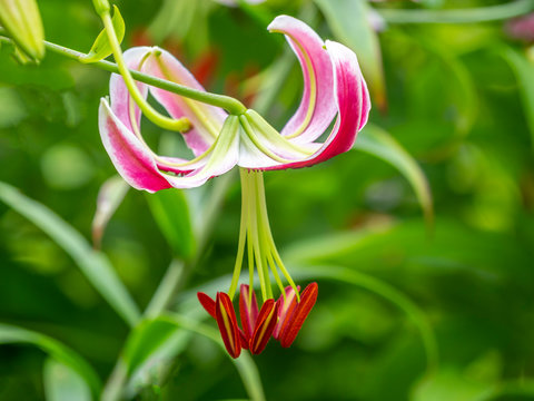 "Stargazer Lily" Images – Browse 906 Stock Photos, Vectors, and Video ...