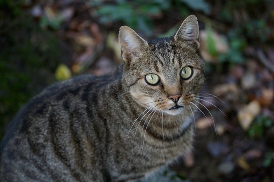 「Tigerkatze」の画像 - 1,051 件の Stock 写真、ベクターおよびビデオ | Adobe Stock