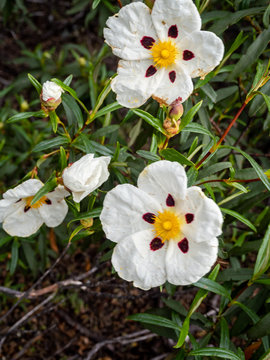 Imágenes de Jara: descubre bancos de fotos, ilustraciones, vectores y ...