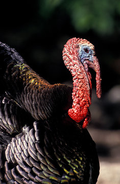 รูปภาพGallopavo – เลือกดูภาพถ่ายสต็อก เวกเตอร์ และวิดีโอ3,897 | Adobe Stock
