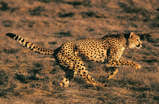 Guepard Images – Browse 1,008 Stock Photos, Vectors, and Video | Adobe ...