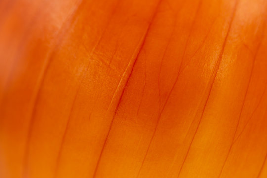 Onion Texture