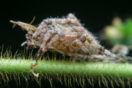 Redii Images – Browse 57 Stock Photos, Vectors, and Video | Adobe Stock