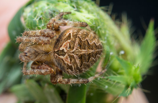 Redii Images – Browse 53 Stock Photos, Vectors, and Video | Adobe Stock