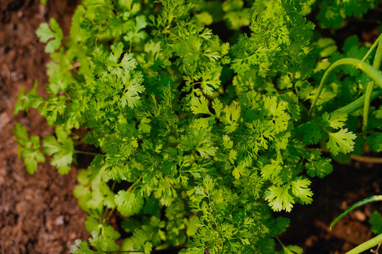 "Coriander Field" Images – Browse 113 Stock Photos, Vectors, and Video | Adobe Stock