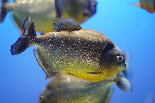 รูปภาพPirania – เลือกดูภาพถ่ายสต็อก เวกเตอร์ และวิดีโอ383 | Adobe Stock