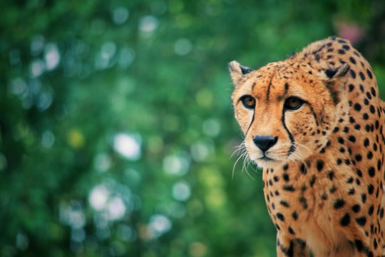 Raubkatze Bilder – Durchsuchen 1,598,721 Archivfotos, Vektorgrafiken ...