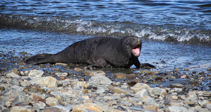 「Seerobbe」の画像 - 290 件の Stock 写真、ベクターおよびビデオ | Adobe Stock