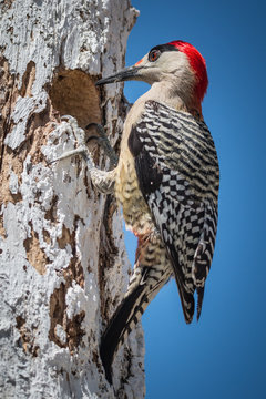 Alex Papp photos, images, assets | Adobe Stock