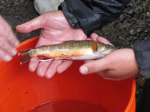Brook Trout Scales Images – Browse 223 Stock Photos, Vectors, and Video ...