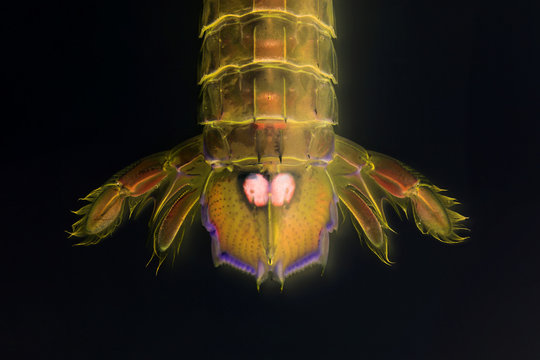 Canocchia Bilder – Durchsuchen 79 Archivfotos, Vektorgrafiken und ...