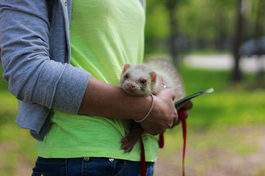 รูปภาพRatters – เลือกดูภาพถ่ายสต็อก เวกเตอร์ และวิดีโอ1,717 | Adobe Stock