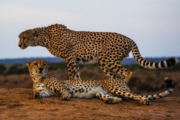 Cheetah photos, royalty-free images, graphics, vectors & videos | Adobe ...