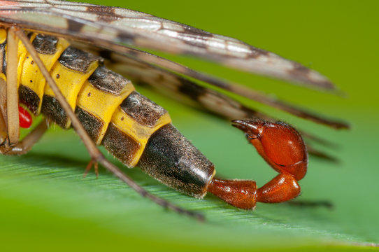 Acarian Bilder – Durchsuchen 9,359 Archivfotos, Vektorgrafiken und ...
