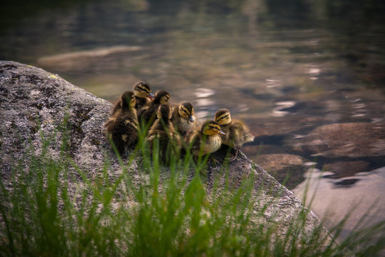 Ducklings Bilder – Durchsuchen 953,515 Archivfotos, Vektorgrafiken und ...