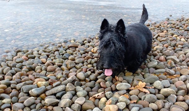 Scottie Images – Parcourir 4,376 le catalogue de photos, vecteurs et ...