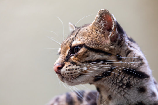 Ozelotkatze Bilder – Durchsuchen 3,089 Archivfotos, Vektorgrafiken und ...