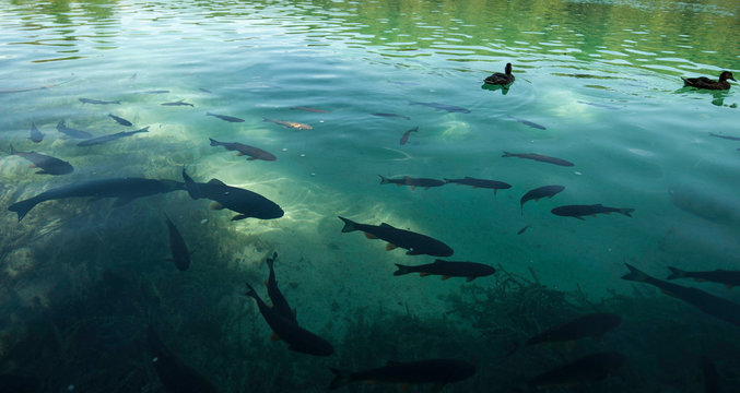 Hochsee-Fischerei Bilder – Durchsuchen 26,843 Archivfotos ...