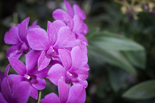 Orchidis-Bilder: Stock-Fotos & -Videos. | Adobe Stock