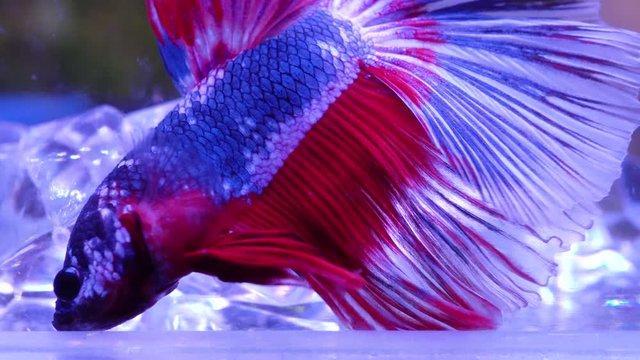 Betta Fish"」の写真素材 | 50,721件の無料イラスト画像 | Adobe Stock