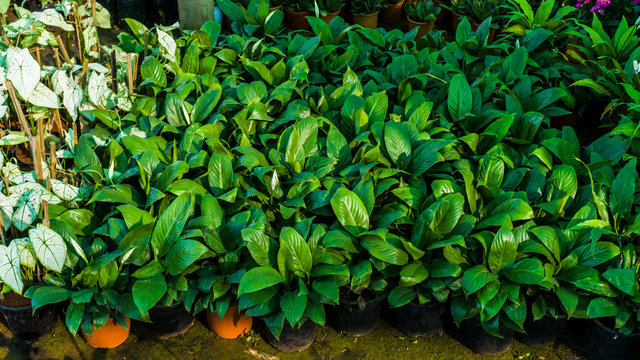 Galgota Images – Browse 41 Stock Photos, Vectors, and Video | Adobe Stock