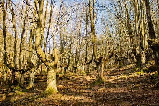 รูปภาพHayas – เลือกดูภาพถ่ายสต็อก เวกเตอร์ และวิดีโอ1,296 | Adobe Stock