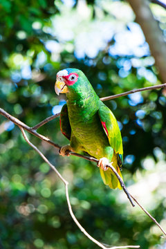 「Cotorro」の画像 - 142 件の Stock 写真、ベクターおよびビデオ | Adobe Stock