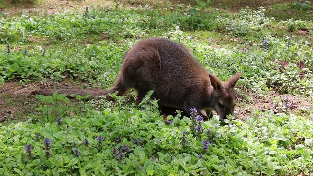 Macropodiformes Images – Browse 20 Stock Photos, Vectors, and Video ...