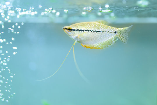 Gurami Bilder – Durchsuchen 116 Archivfotos, Vektorgrafiken und Videos ...