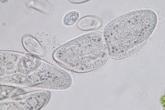 Paramecium Multimicronucleatum