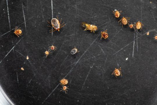 Dog Covered In Seed Ticks