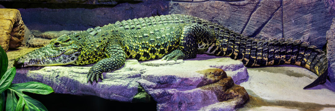 Imágenes de Saurio: descubre bancos de fotos, ilustraciones, vectores y ...