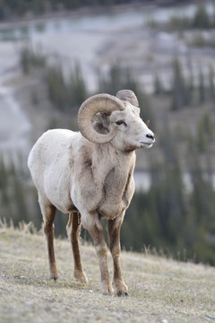 「Rammen」の画像 - 2,060 件の Stock 写真、ベクターおよびビデオ | Adobe Stock