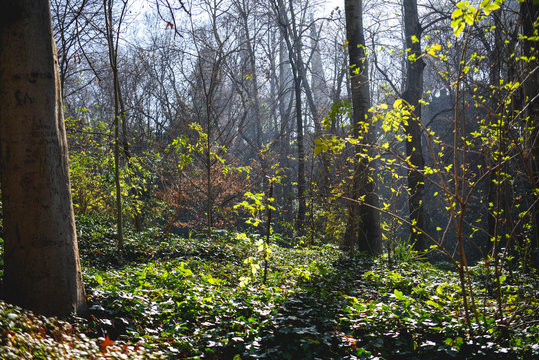 รูปภาพMatutino – เลือกดูภาพถ่ายสต็อก เวกเตอร์ และวิดีโอ364 | Adobe Stock