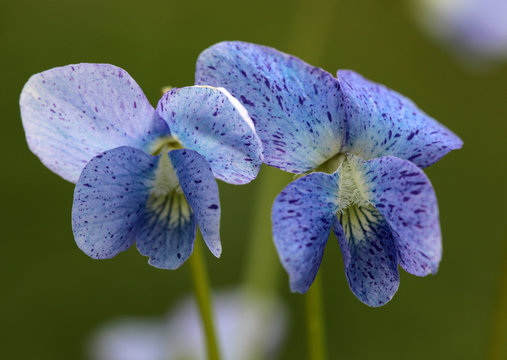 Pfingstblumen-Bilder: Stock-Fotos & -Videos. | Adobe Stock