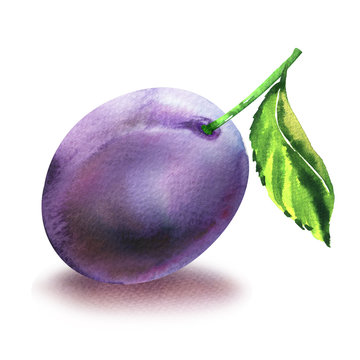 รูปภาพPrune – เลือกดูภาพถ่ายสต็อก เวกเตอร์ และวิดีโอ85,020 | Adobe Stock