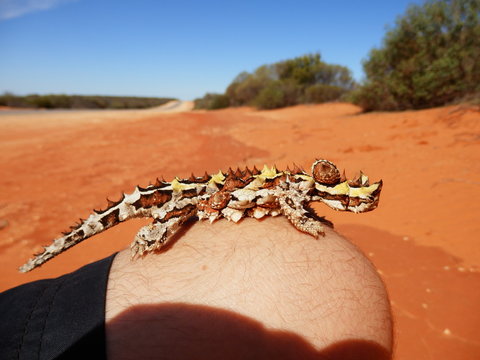 รูปภาพ"Diable Cornu" – เลือกดูภาพถ่ายสต็อก เวกเตอร์ และวิดีโอ7 | Adobe ...