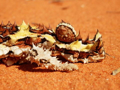 รูปภาพ"Diable Cornu" – เลือกดูภาพถ่ายสต็อก เวกเตอร์ และวิดีโอ7 | Adobe ...