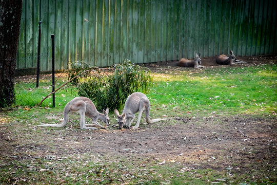 "Australian Mammal" Billeder – Gennemse 295 stockfotos, vektorer og ...