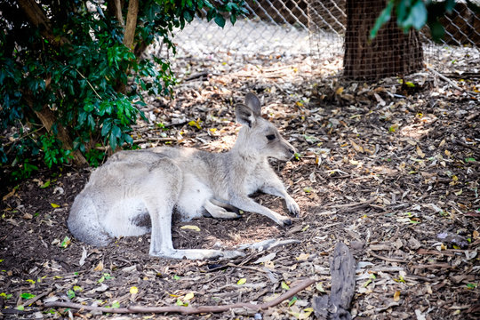 "Australian Mammal" Billeder – Gennemse 295 stockfotos, vektorer og ...