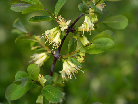 Kinnip bilder – Bläddra bland 3,220 stockfoton, vektorer och videor ...
