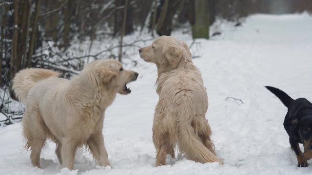Obrazy ("Pack Of Dogs") — zdjęcia, wektory i wideo bez tantiem (567 ...