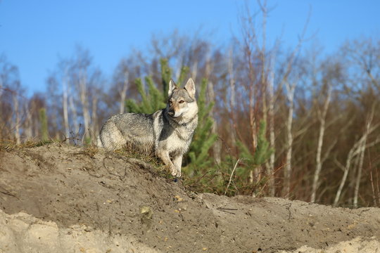 Kische Bilder – Durchsuchen 343 Archivfotos, Vektorgrafiken und Videos ...